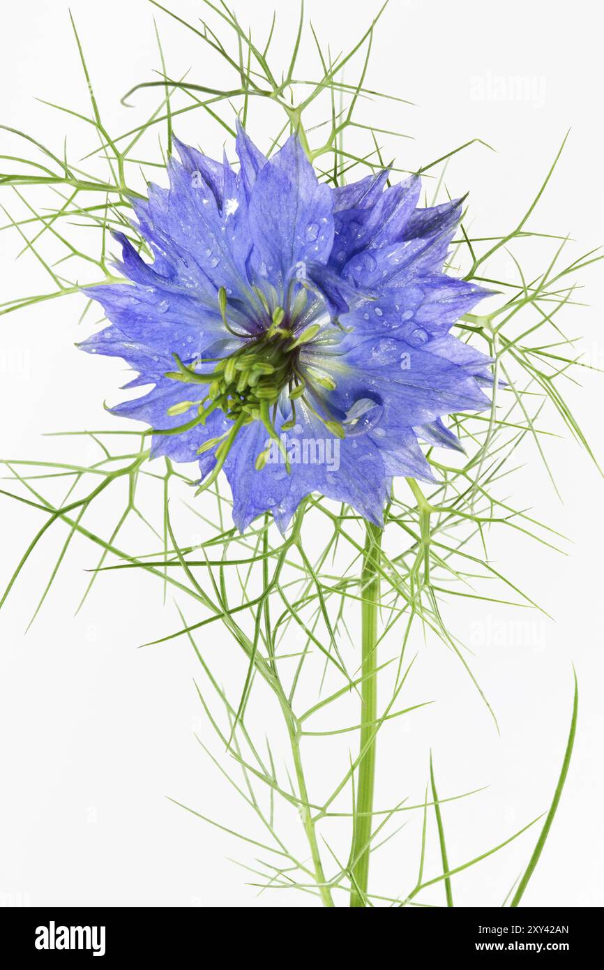 Photograph of love in a mist hi-res stock photography and images - Alamy