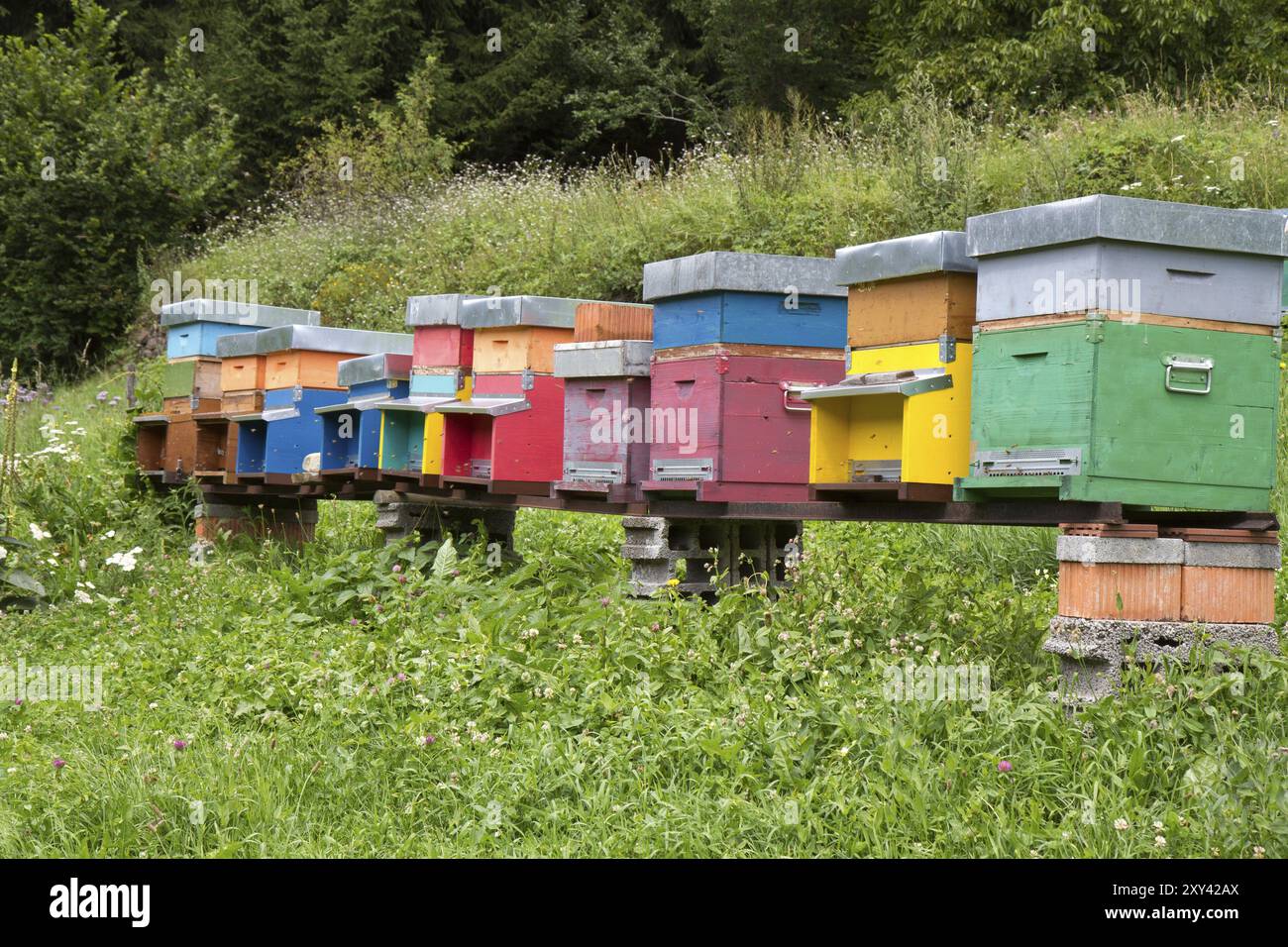 Beehive beehives with honey no one wax nature hi-res stock photography ...