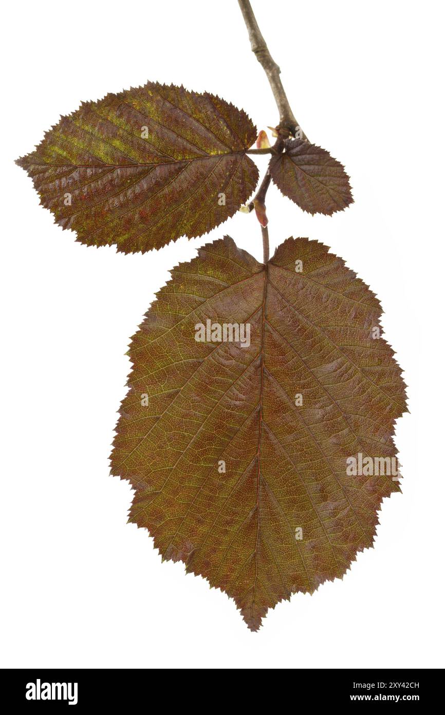 Hazel garden Cut Out Stock Images & Pictures - Alamy