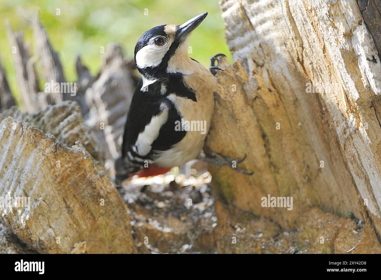 Dendrocopus major, (Picoides major Stock Photo - Alamy