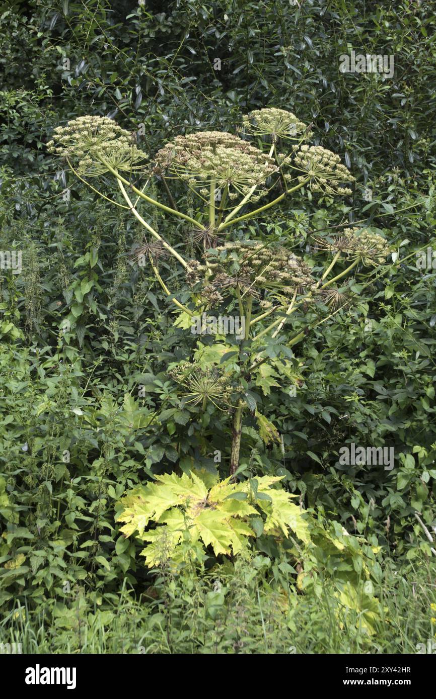 Herculean perennial hi-res stock photography and images - Alamy