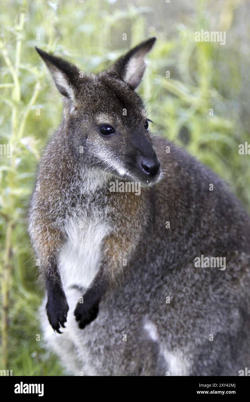 Australian food products still life hi-res stock photography and images ...