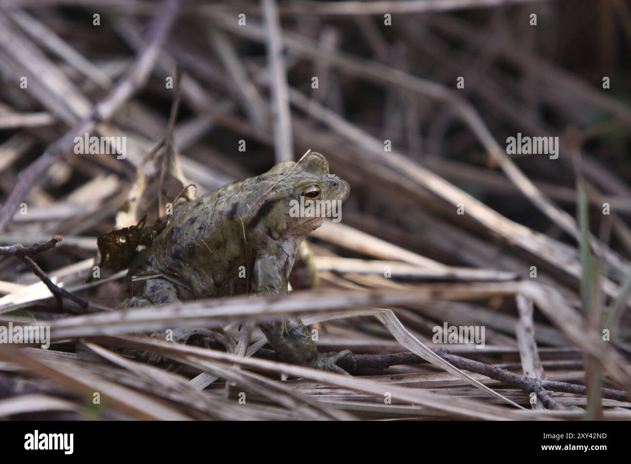 Toad laying eggs hi-res stock photography and images - Alamy