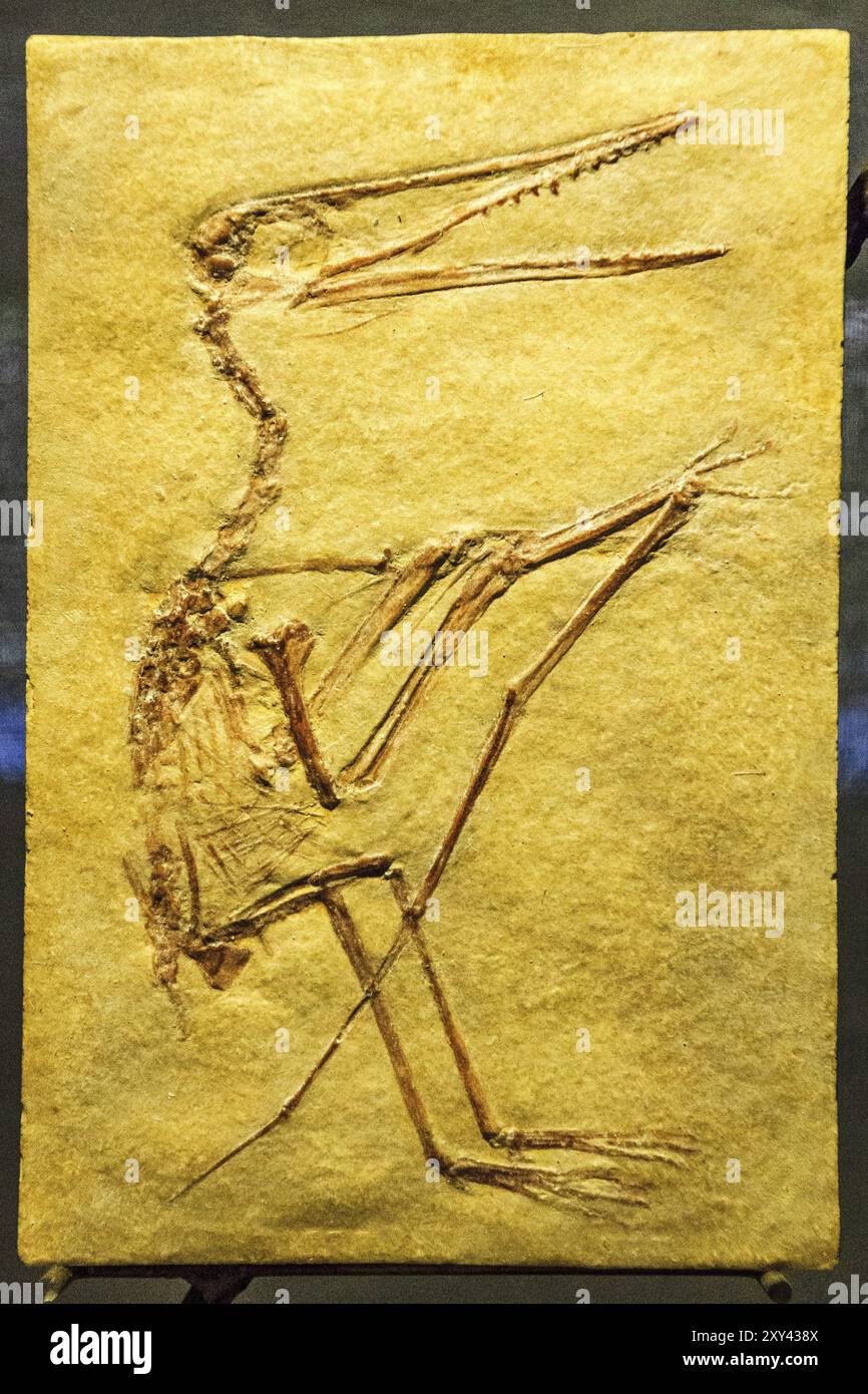 Most famous pterosaur hi-res stock photography and images - Alamy