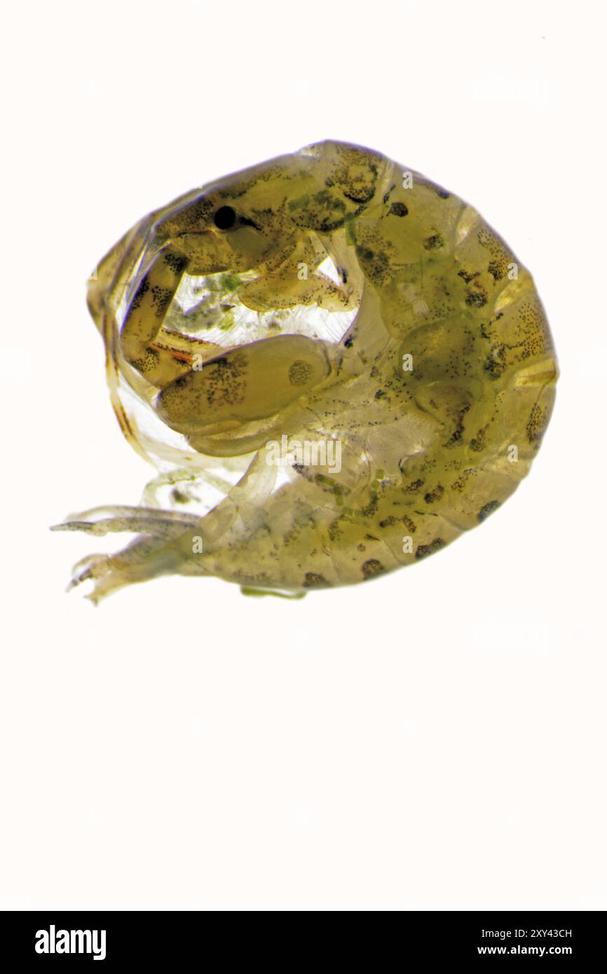Microscopic picture of a marine amphipod (tiny crustacean ...