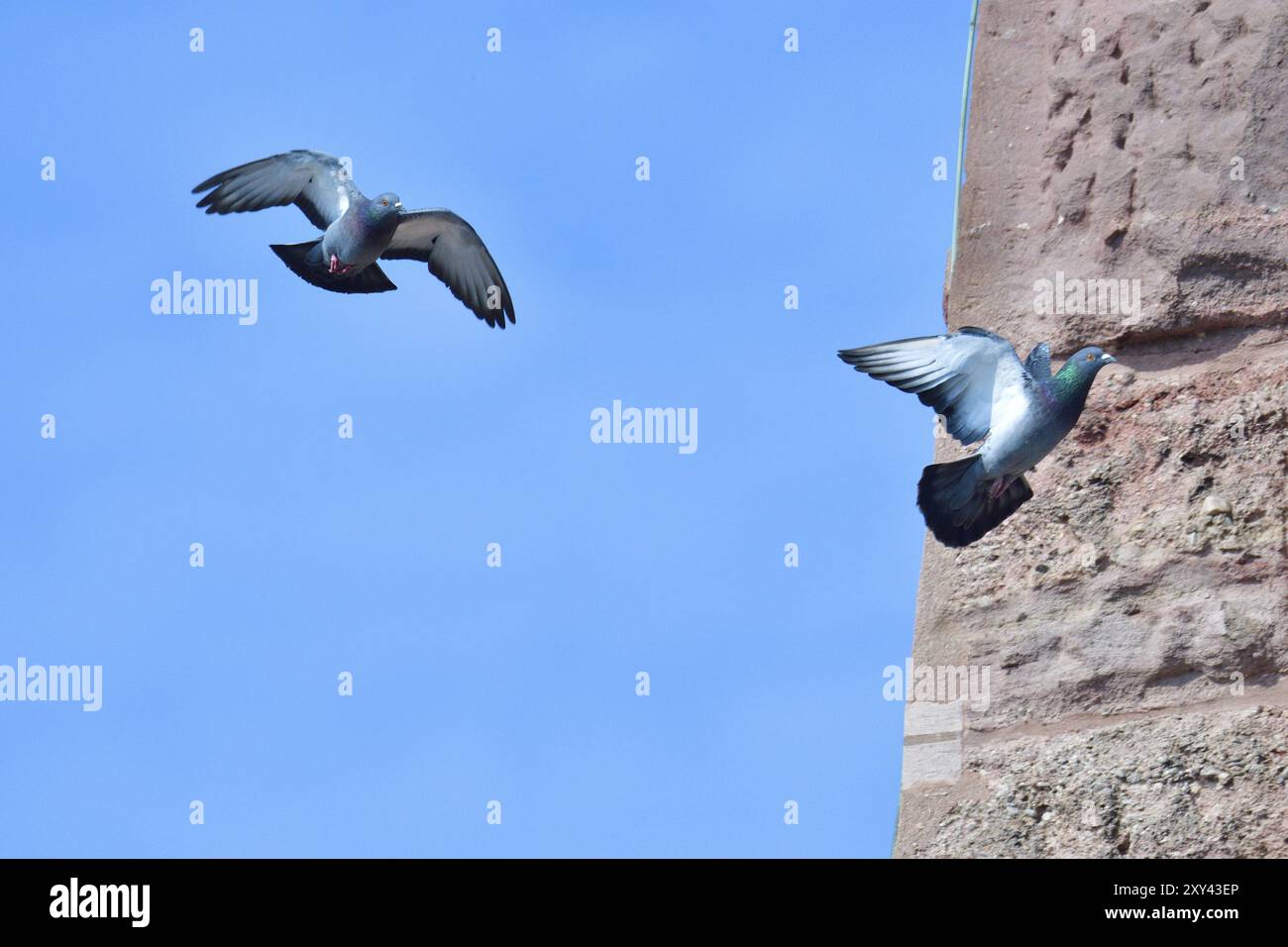Dove in flight hi-res stock photography and images - Alamy