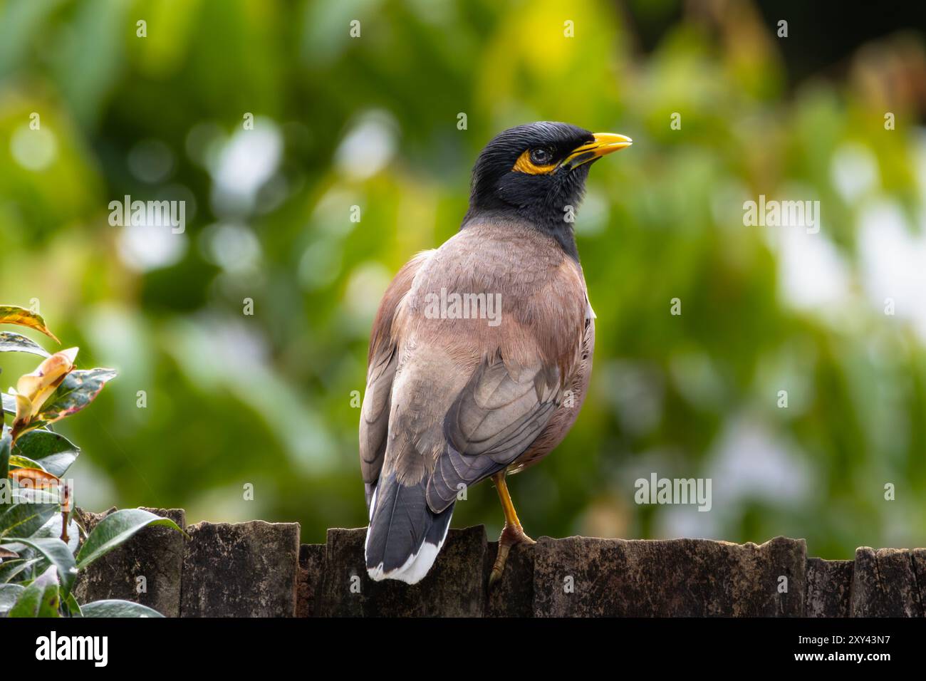 Common myna bird hi-res stock photography and images - Alamy