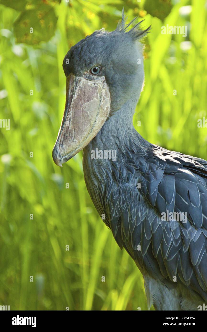 Shoebill (Balaeniceps rex Stock Photo - Alamy