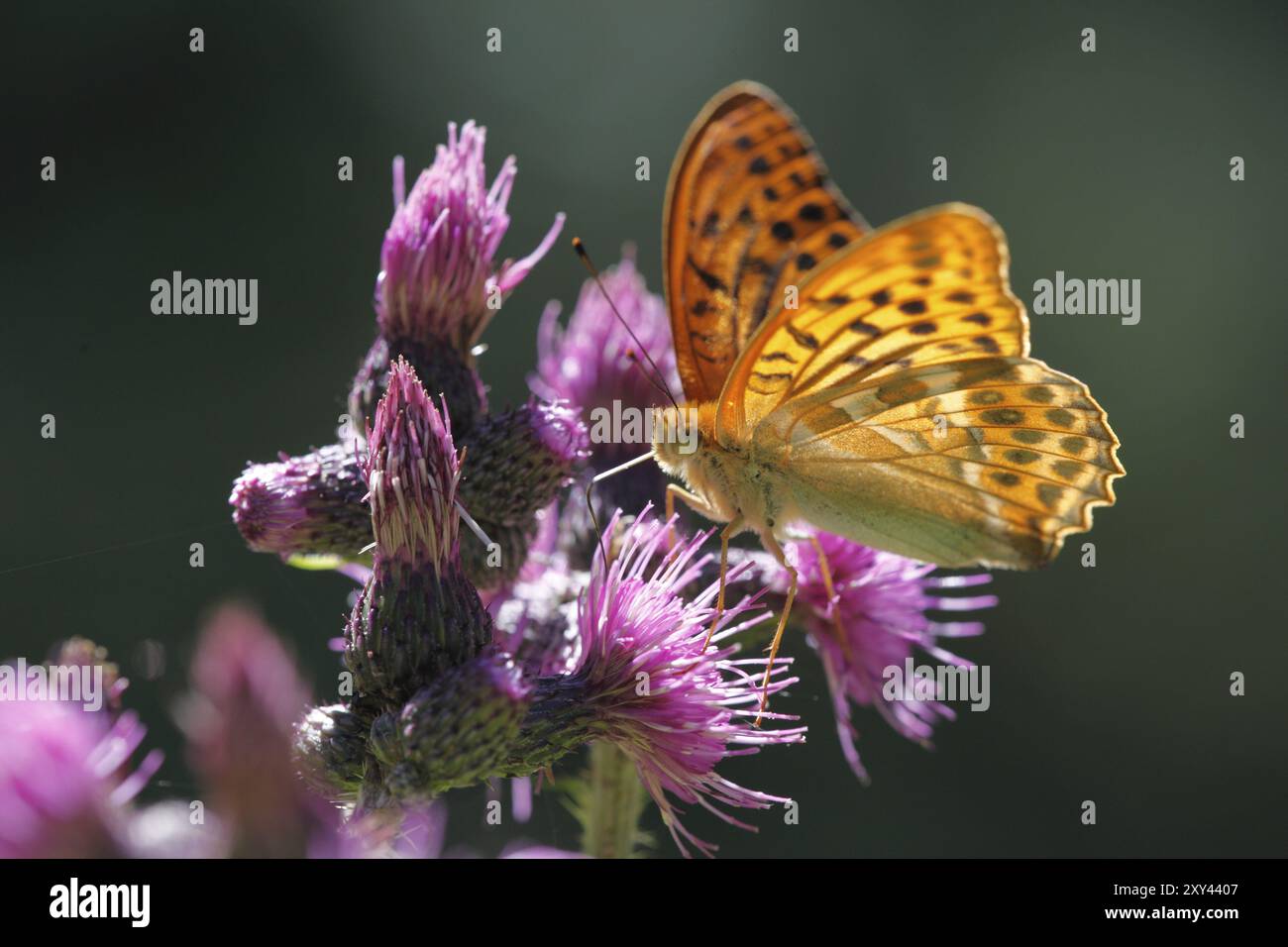 Emperor cloak on thistle Stock Photo - Alamy
