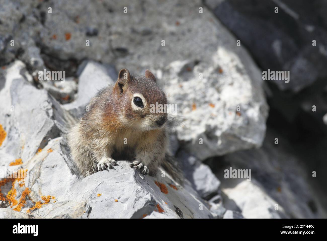 Canadian gopher hi-res stock photography and images - Alamy
