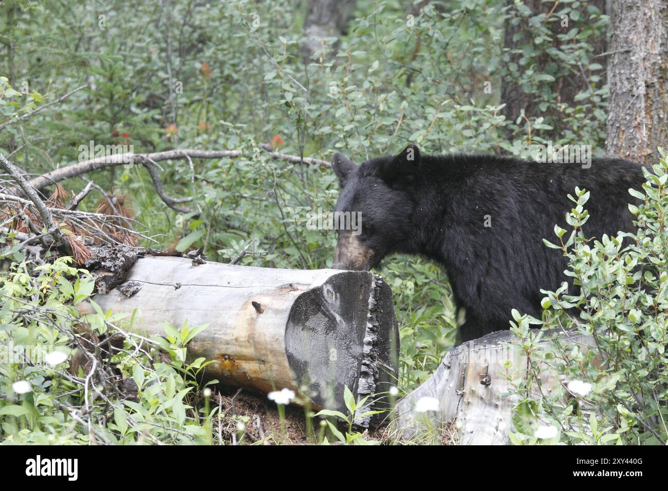 Black Bear, American Black Bear, Baribal, American Black Bear Stock ...