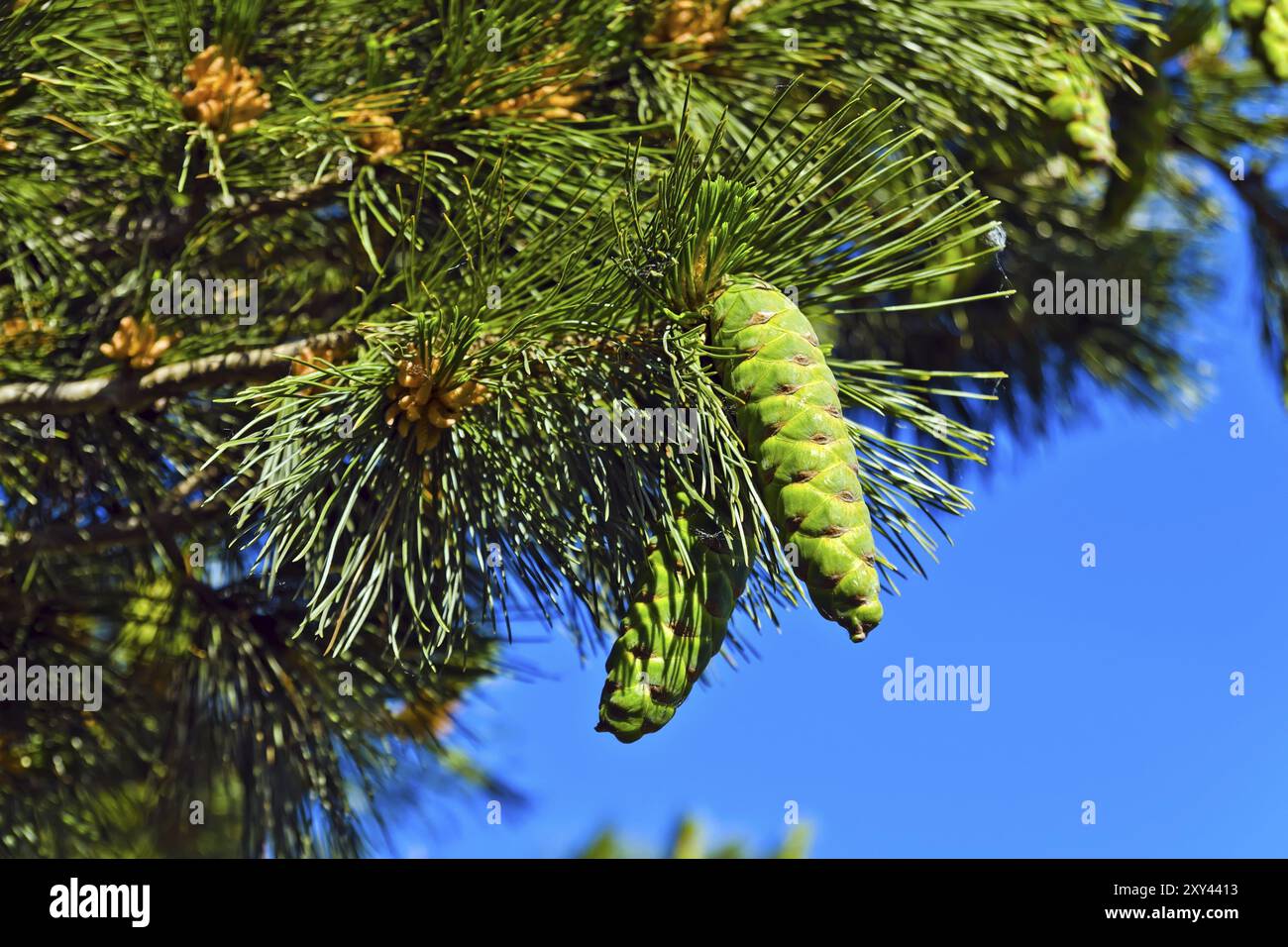 Macedonian pine hi-res stock photography and images - Alamy