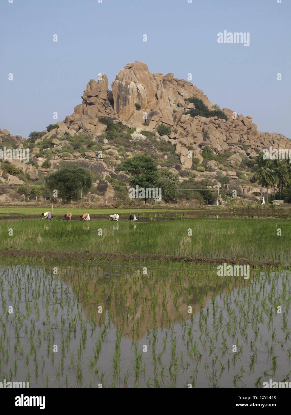 Seed granite hi-res stock photography and images - Alamy