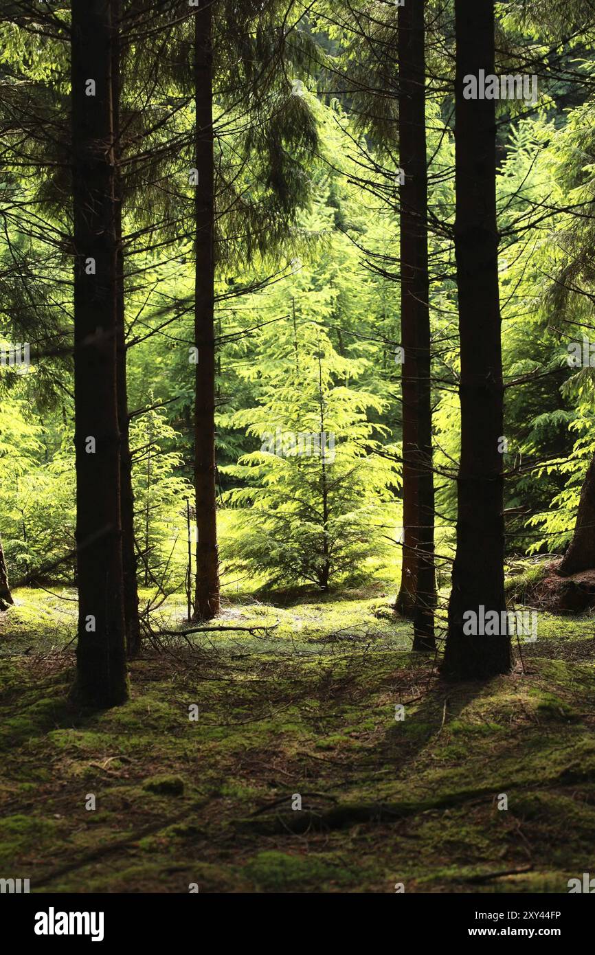 Little spruce hi-res stock photography and images - Alamy