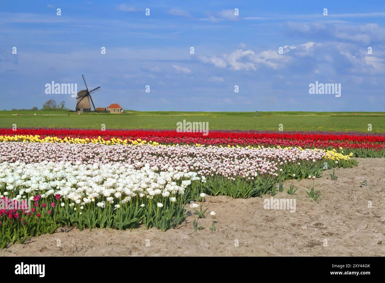 Dutch windmill and colorful tulip fields in Alkmaar Stock Photo - Alamy