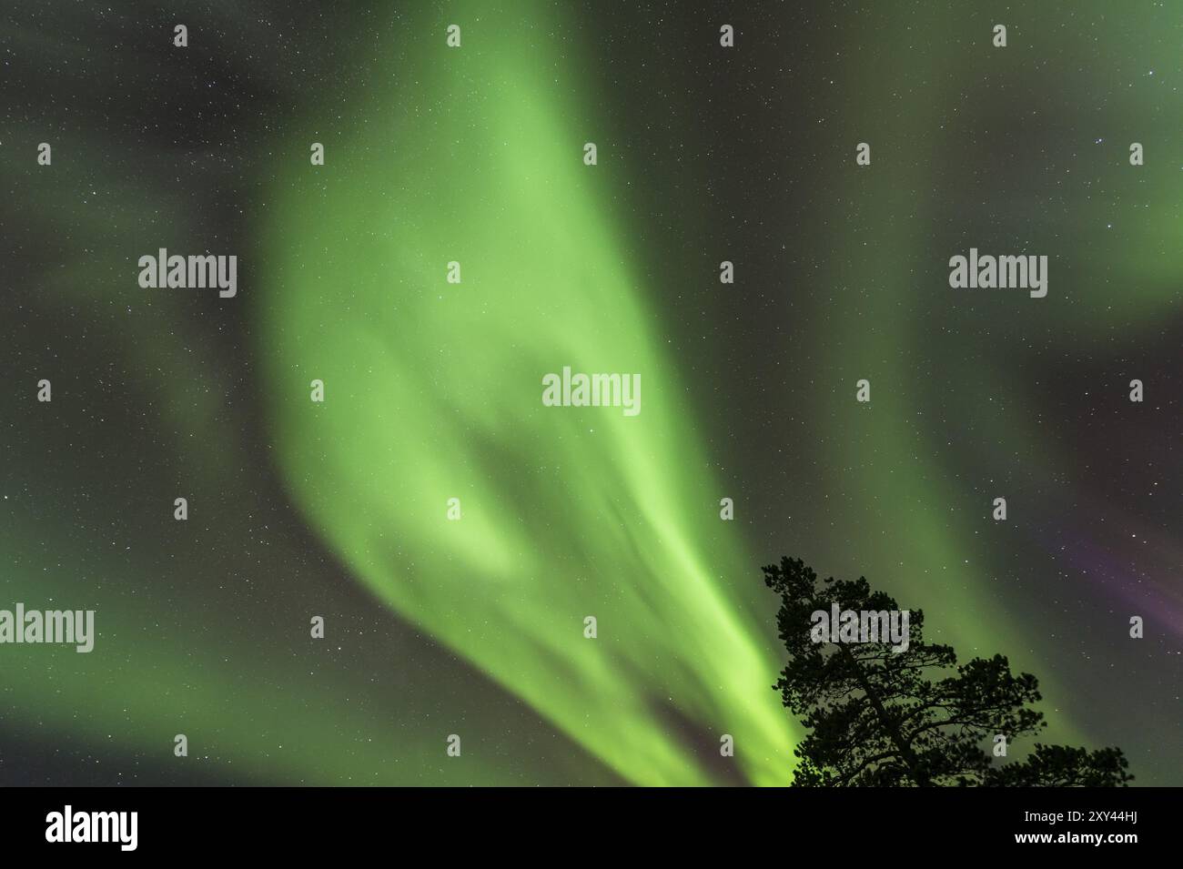 Northern Lights (Aurora borealis), Gaellivare, Norrbotten, Lapland ...
