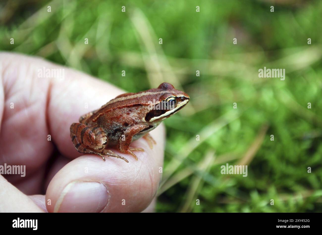 Macro of a little grass frog sitting on a hand in front of green ...