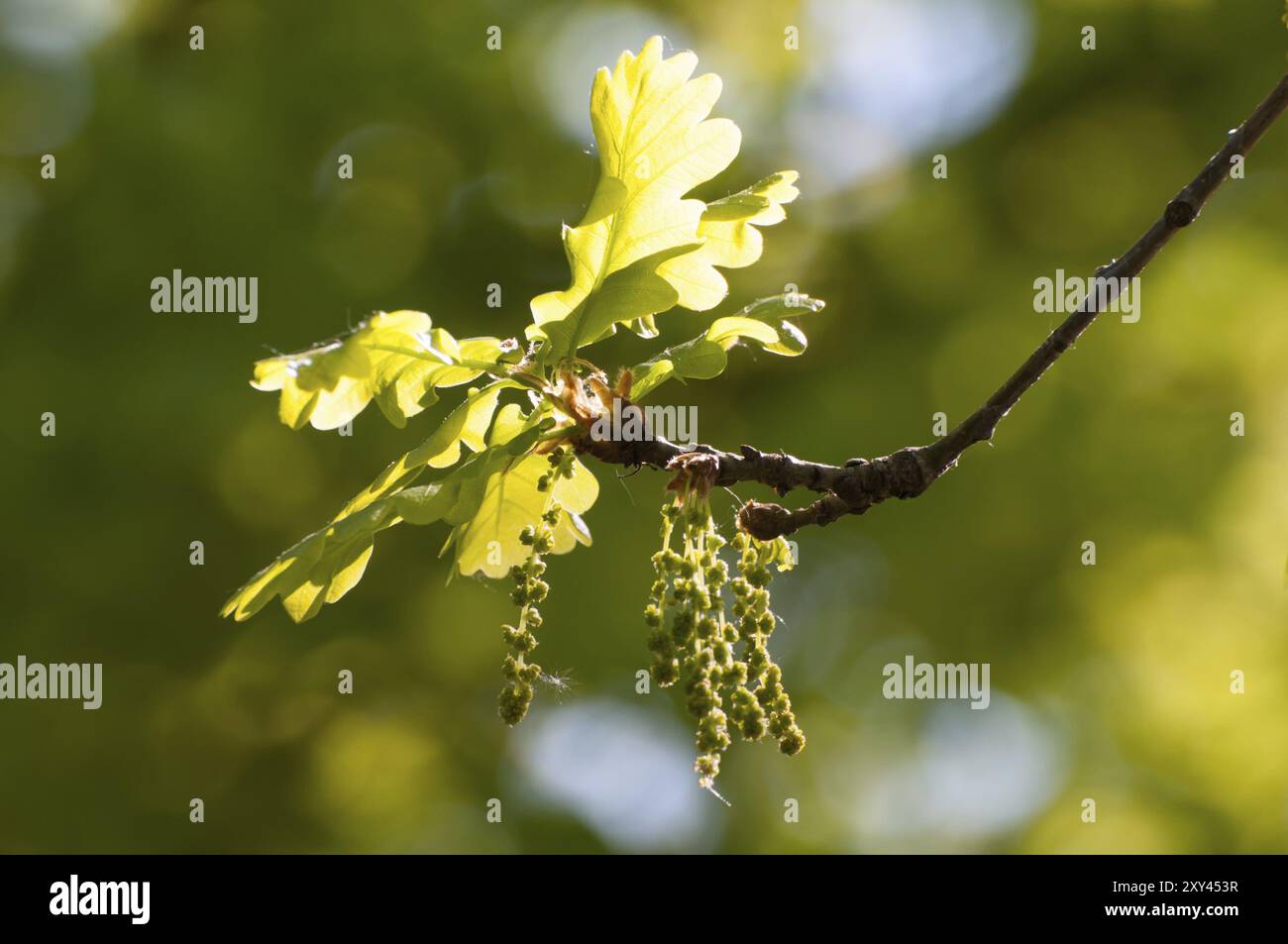 Intersp hi-res stock photography and images - Alamy