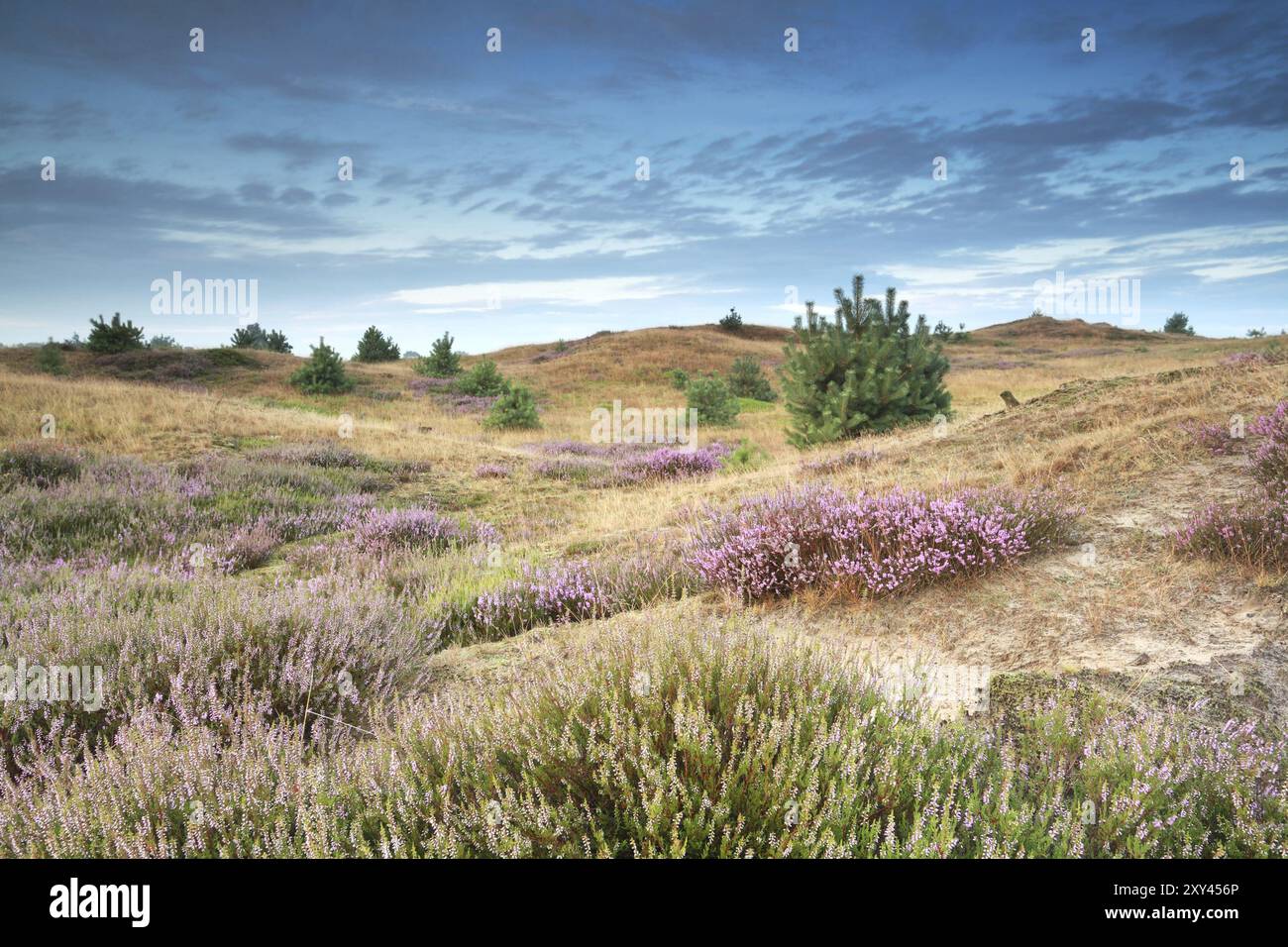 Common plants sand dunes hi-res stock photography and images - Alamy
