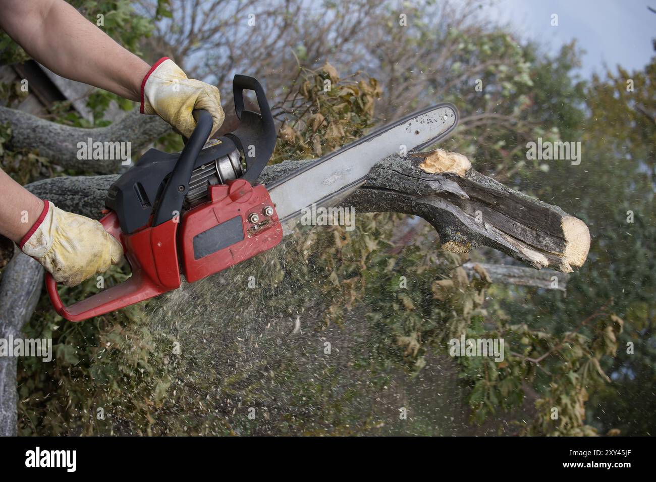 Chainsaw cutting through tree technology hi-res stock photography and ...