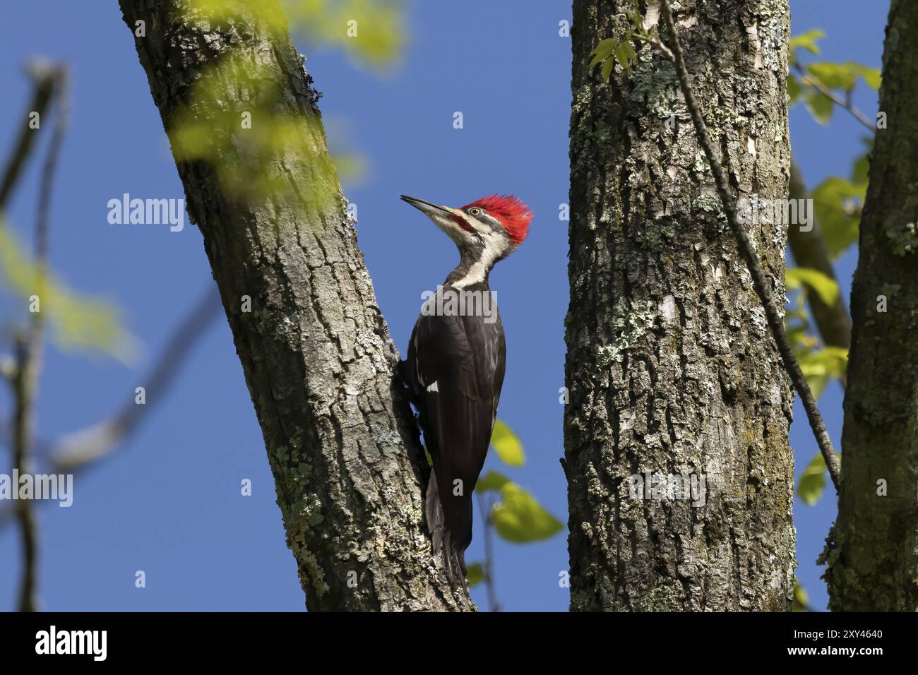 The pileated woodpecker.The bird native to North America.Currently the ...