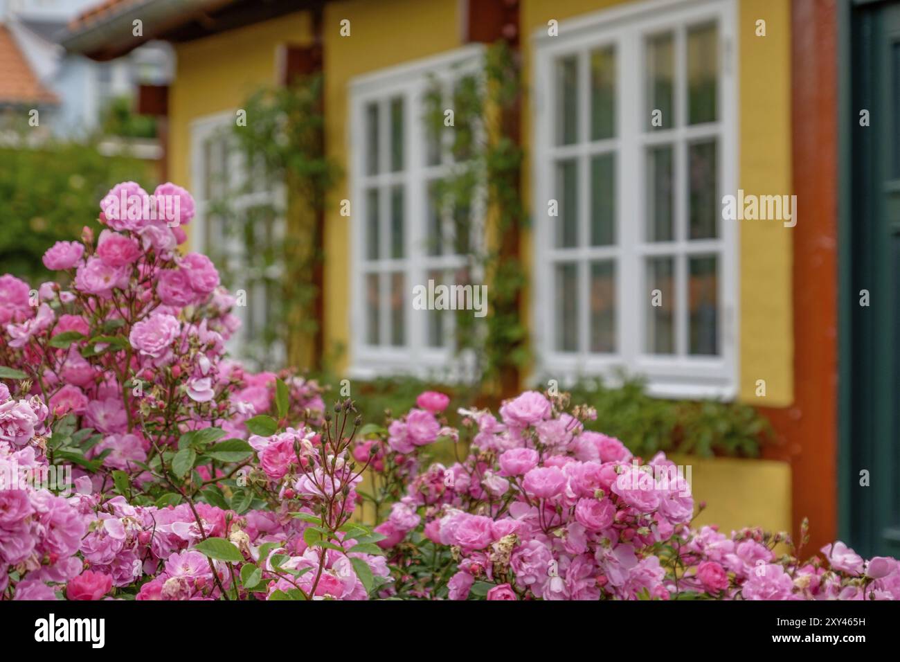 Pink roses bloom magnificently in front of a yellow house with green ...