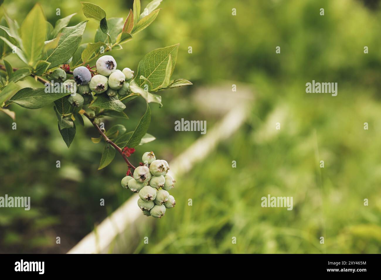 Presenting various stages hi-res stock photography and images - Alamy