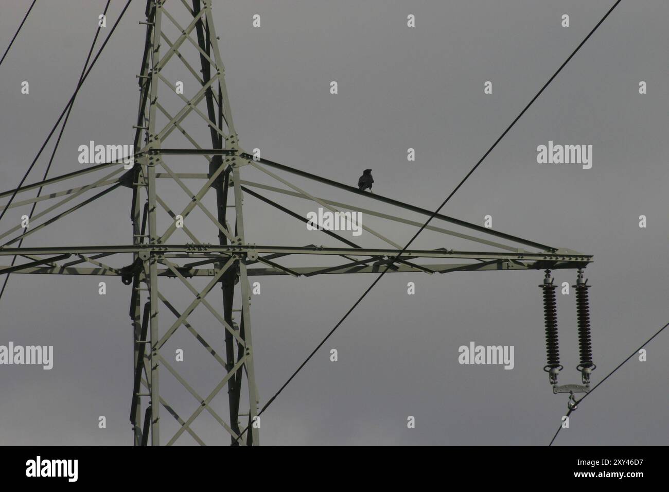 Power line with crow Stock Photo - Alamy