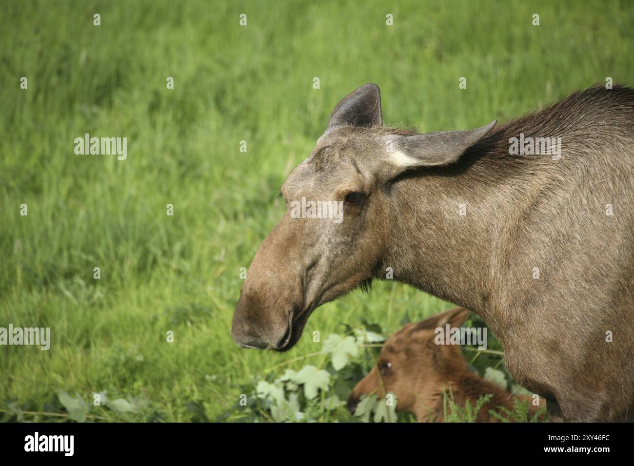 Plenty dam hi-res stock photography and images - Alamy