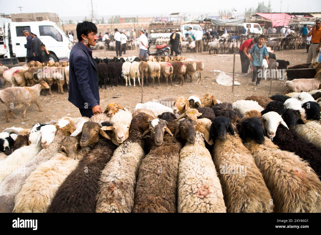 Uyghur men with their sheep and cattle at a large local weekly cattle ...