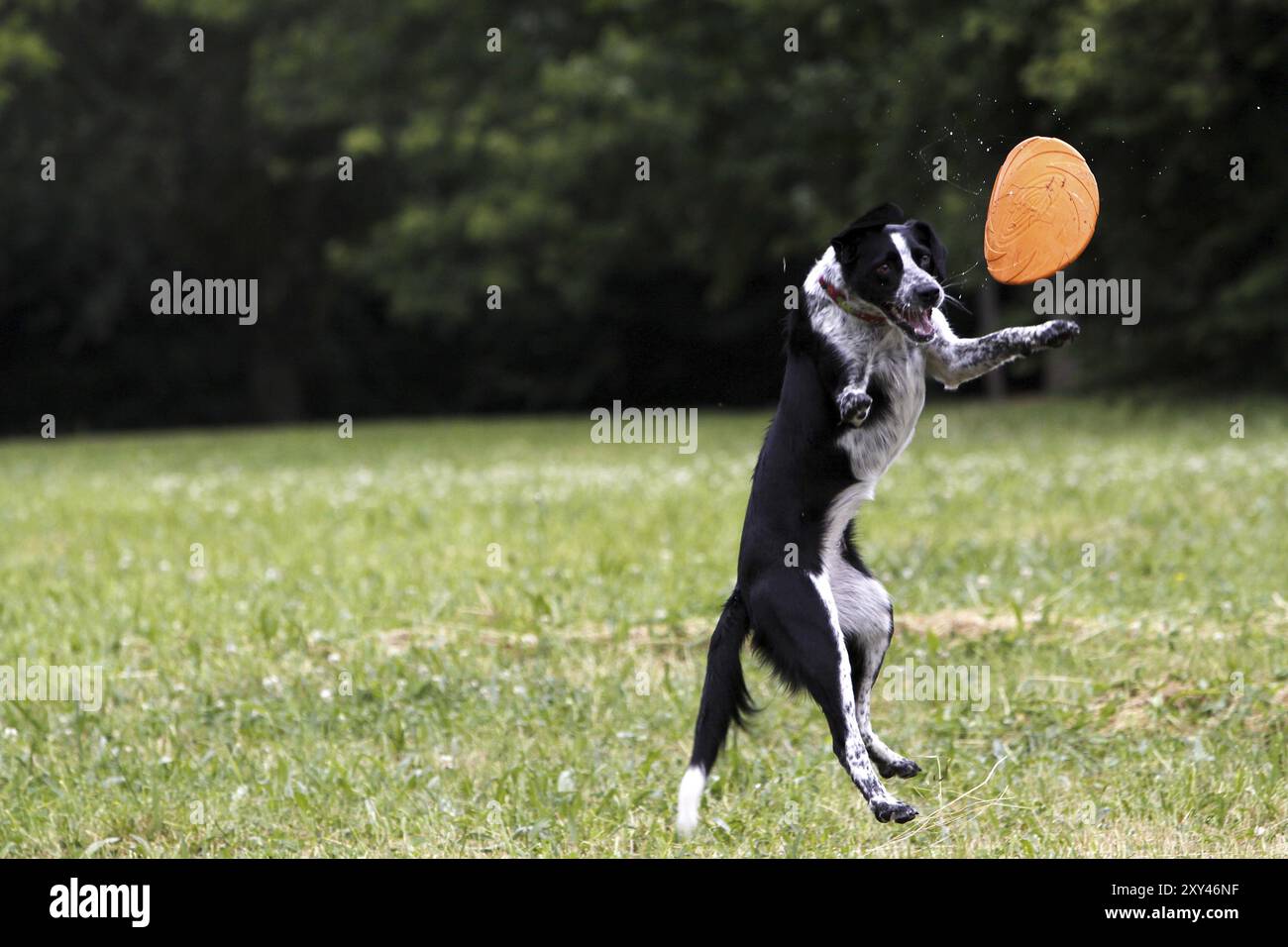 English Pointing Dog Stock Photo - Alamy