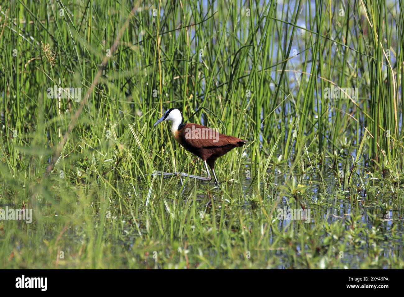 African jacana water lilies hi-res stock photography and images - Alamy