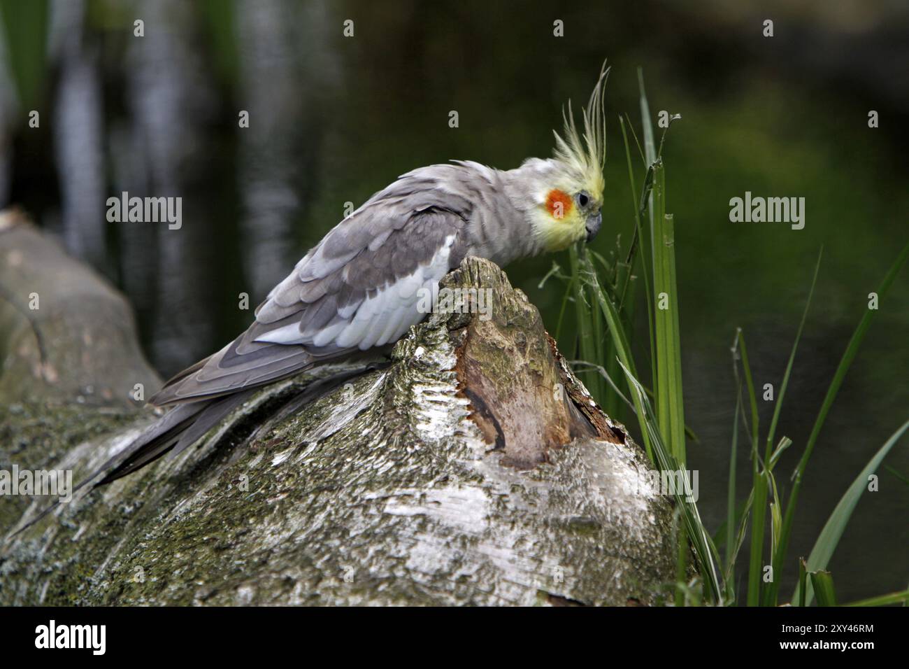 Grey cockatiel hi-res stock photography and images - Alamy
