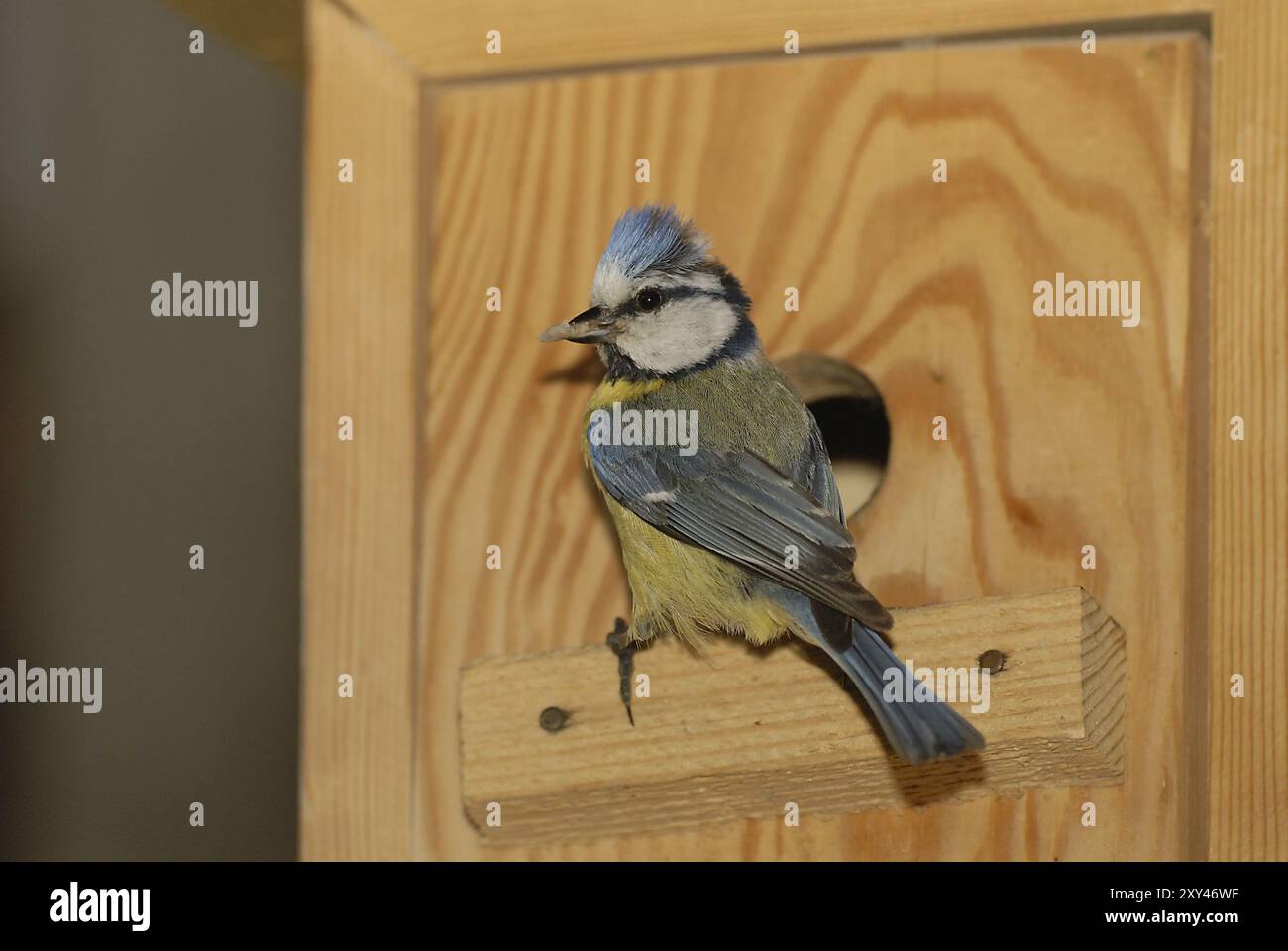 Blue tit, in the feeding Meis box. Blue tit, in the feeding tit box ...