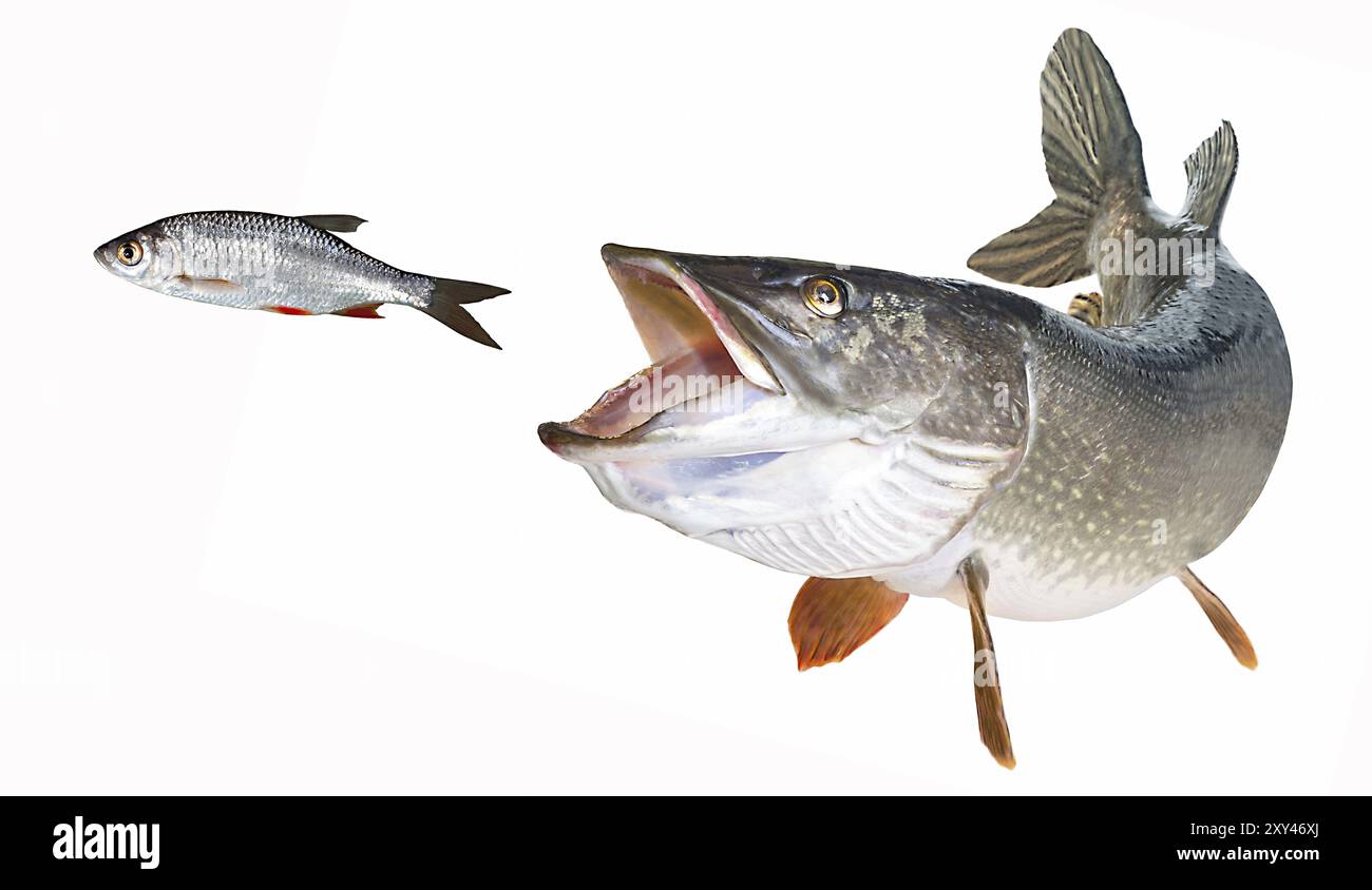 Hunting pike hi-res stock photography and images - Alamy