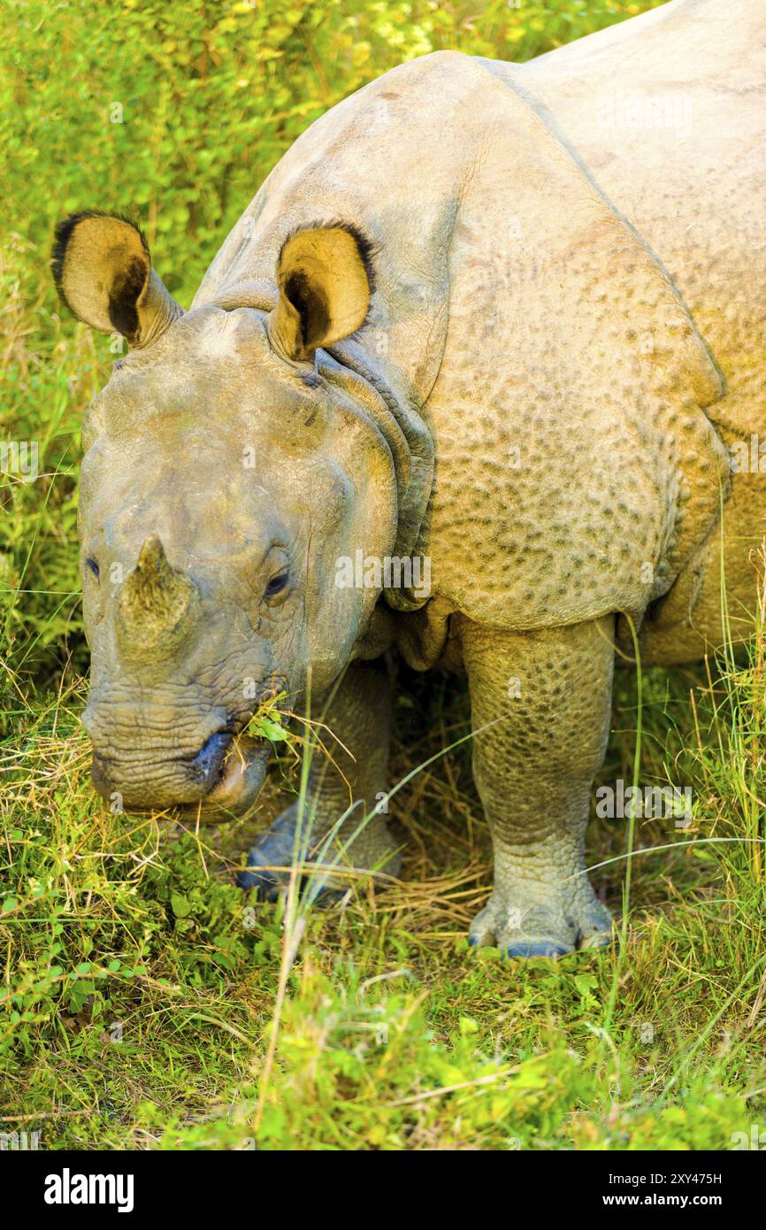 Lowered head of endangered one horned Indian Rhinoceros eating grass in ...