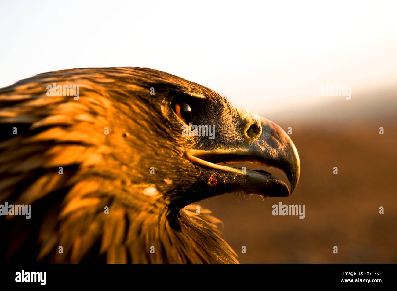 Golden eagle bird of prey hi-res stock photography and images - Alamy