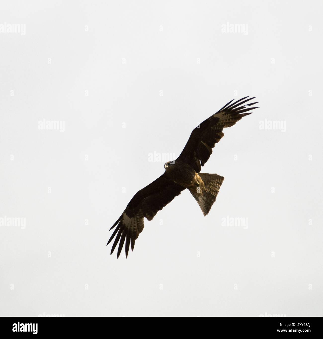 Golden eagle bird of prey hi-res stock photography and images - Alamy