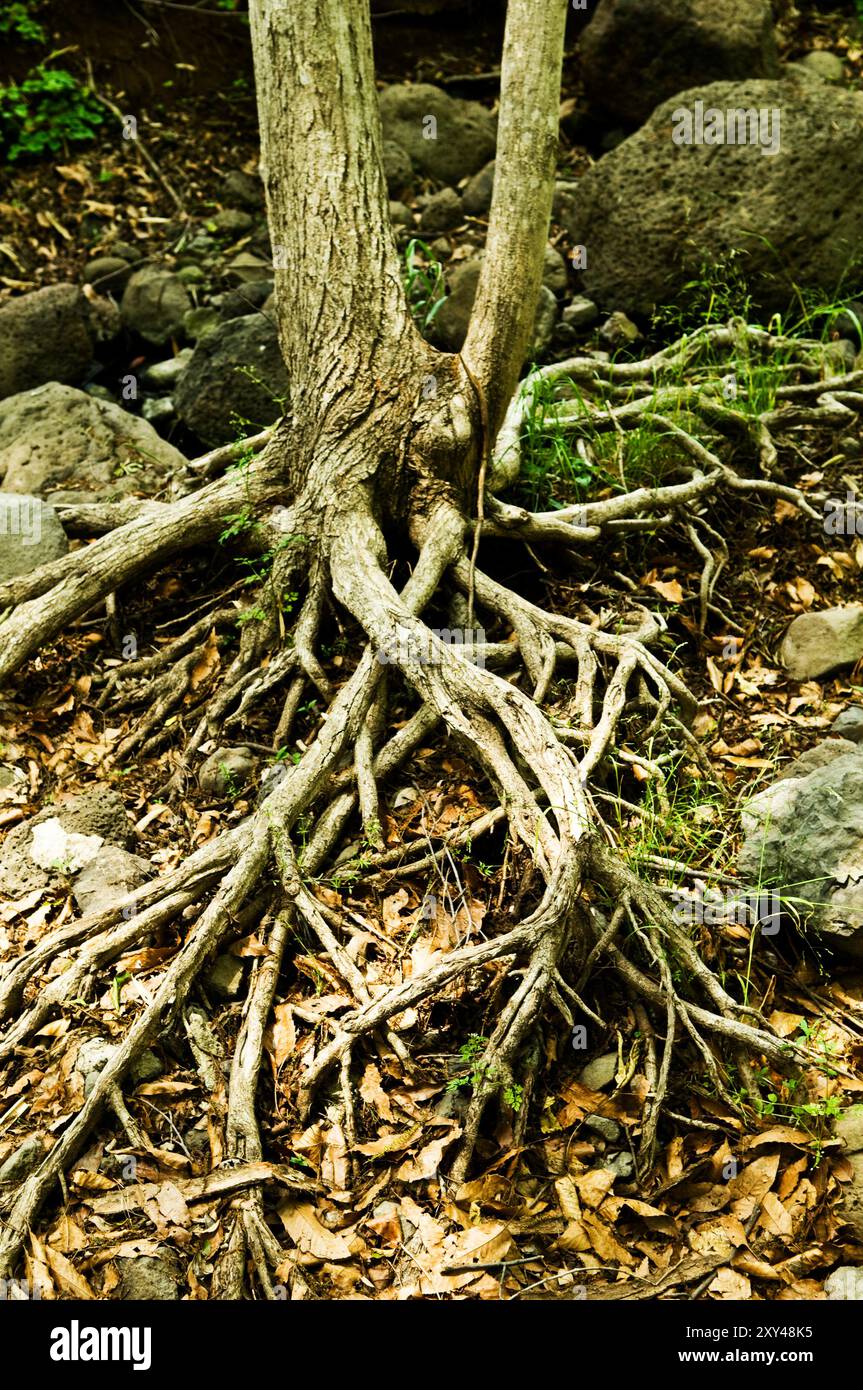 Tieshan Temple Forest Park in Jiangsu, China Stock Photo - Alamy