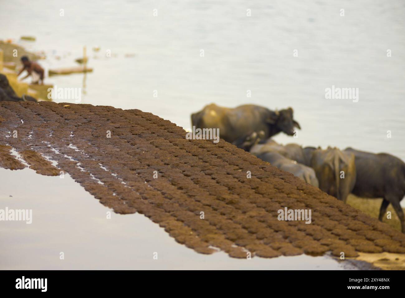Circular cow dung patties neatly laid out in rows to be dried for use ...