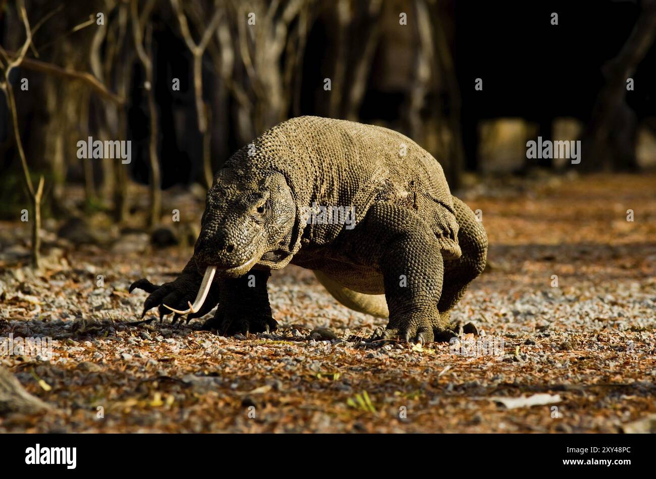 The Komodo dragon, a ferocious carnivore and predator, lazily walks ...