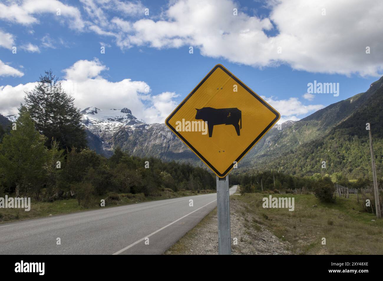 Cow road warning signs on the Carretera austral Stock Photo - Alamy