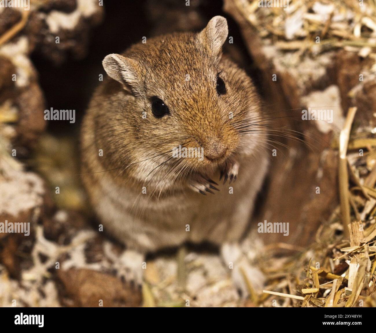Gerbil desert rats hi-res stock photography and images - Alamy