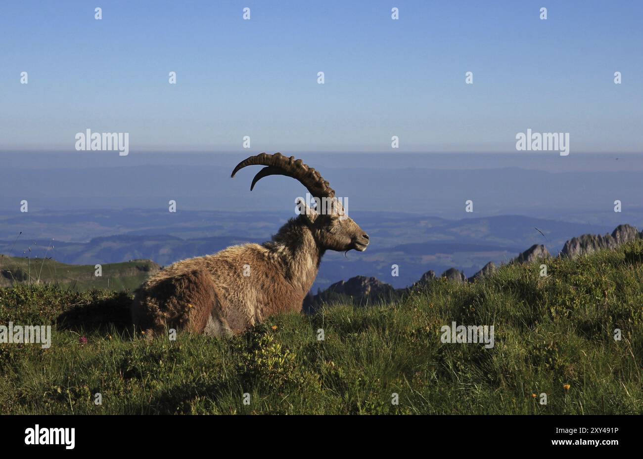 Male alpine ibex resting on a mountain ridge and enjoying the morning ...