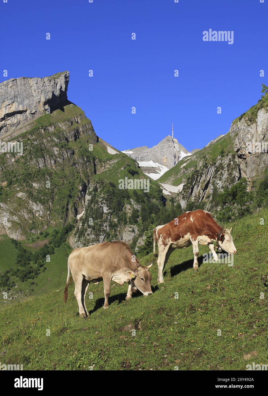 Summer scene in Appenzell Canton, Switzerland, Cows grazing on a ...