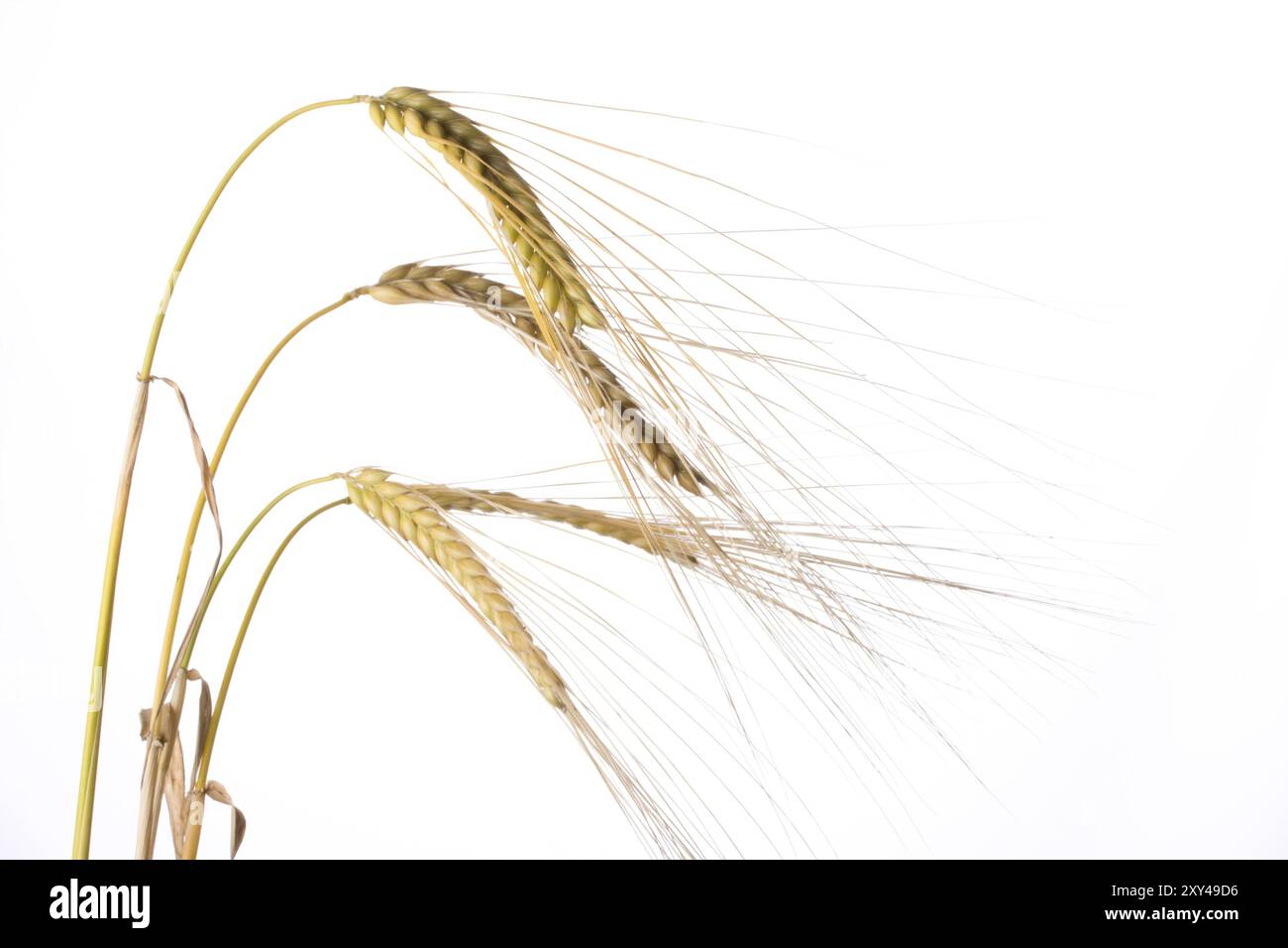 Single wheat plants on a white background Stock Photo - Alamy