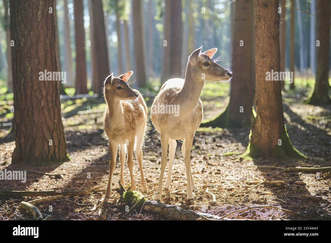 European fallow deer (Dama dama) doe mother with her youngsters in a ...