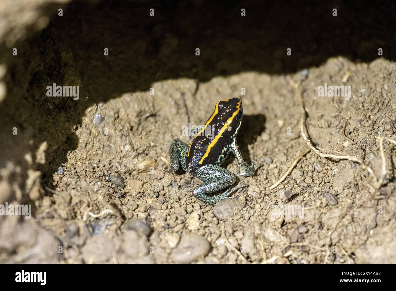 Golfodulcean poison frog (Phyllobates vittatus), sitting in a burrow ...