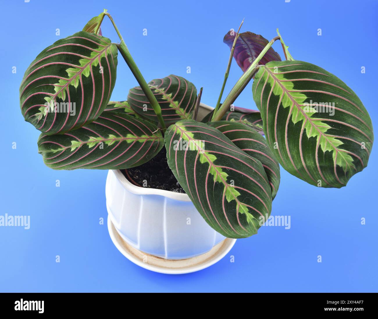 Bermuda arrowroot hi-res stock photography and images - Alamy