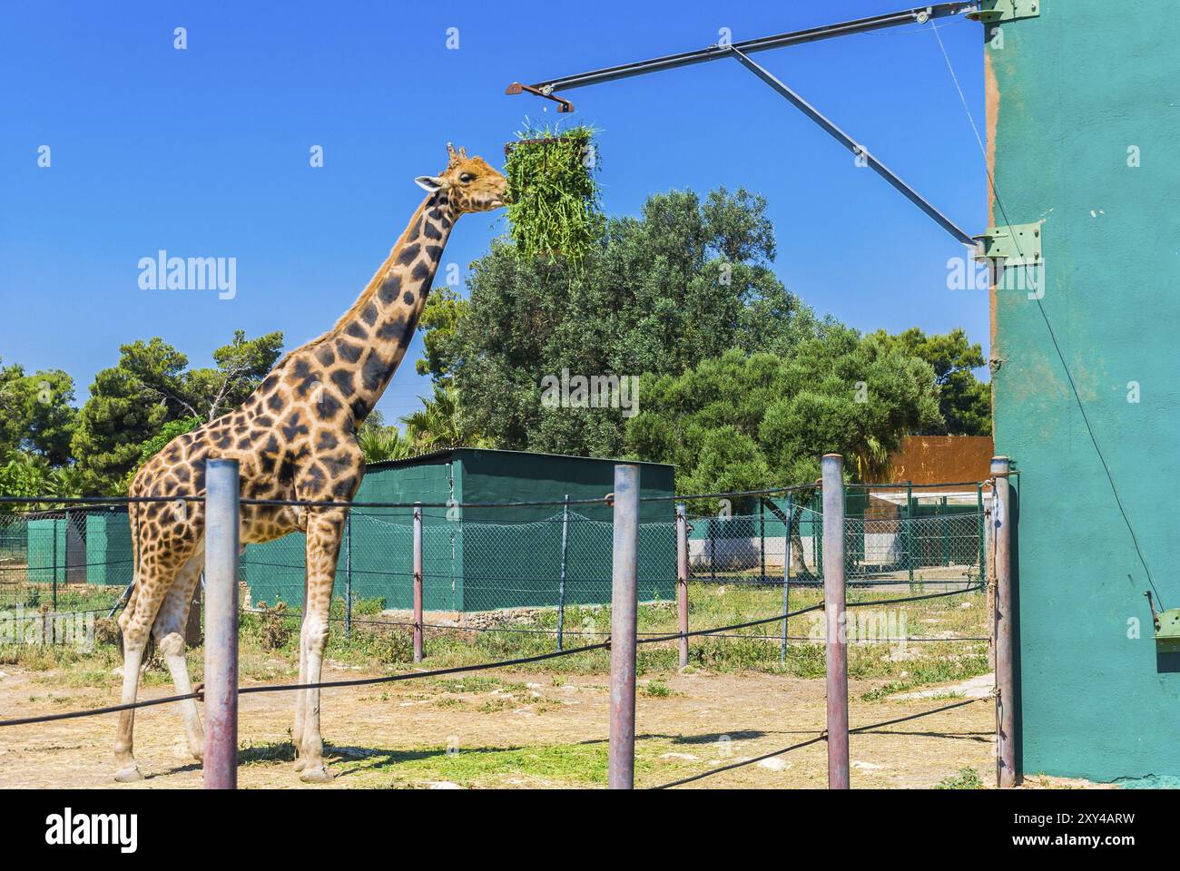 Eating giraffe, Safari Park, Majorca Stock Photo - Alamy